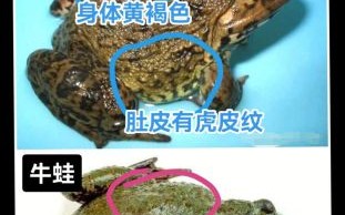 虎纹蛙是田鸡吗_虎纹蛙与田鸡区别