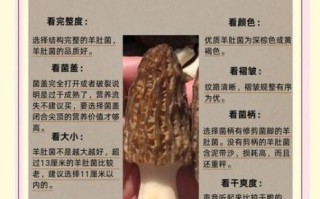 羊肚菌怎么挑选_羊肚菌多少钱一斤