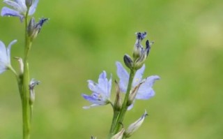 鸭舌草图片大全_鸭舌草长什么样