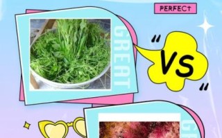 龙须菜长什么样子_龙须菜和石花菜区别