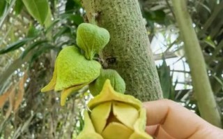 刺果番荔枝树图片_刺果番荔枝树怎么种