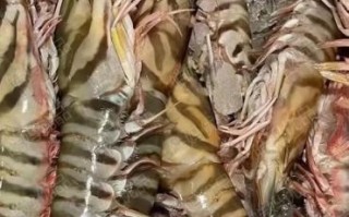 竹节虾多少钱一斤_竹节虾怎么做好吃
