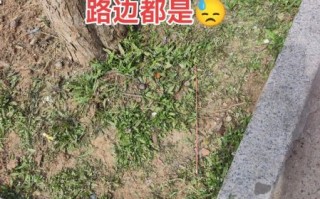 荠菜市场价多少钱一斤_荠菜价格为什么波动大