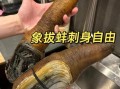 象拔蚌可以生吃吗_象拔蚌刺身安全吗