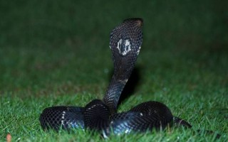 眼镜王蛇有毒吗_被咬后多久会死