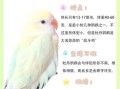 牡丹鹦鹉怎么养_牡丹鹦鹉会说话吗