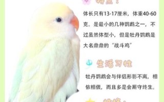 牡丹鹦鹉怎么养_牡丹鹦鹉会说话吗