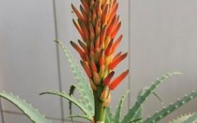 芦荟开花图片_芦荟开花预示着什么