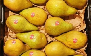 沙梨图片怎么拍_沙梨品种识别