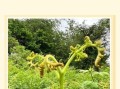 蕨菜长什么样子_蕨菜图片特征详解