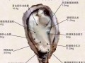 生蚝什么人不能吃_哪些人群吃生蚝有禁忌