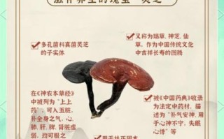 鲜灵芝怎么吃_鲜灵芝的正确吃法