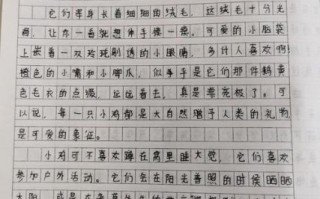 鸡米饭作文怎么写_鸡米饭作文开头怎么写