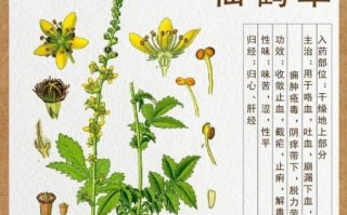 仙鹤草图片长什么样_仙鹤草的功效与作用