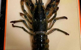 大龙虾多少钱一只_大龙虾价格怎么算