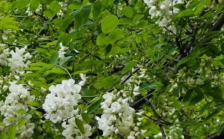 刺槐花程式是什么_刺槐花程式怎么写