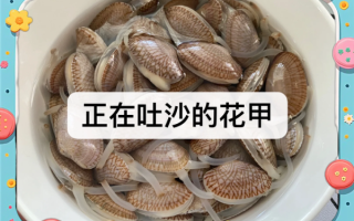 花甲放油吐沙全死了_花甲吐沙为什么会死