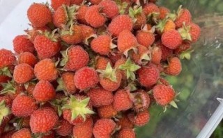 山莓和刺莓的区别_山莓和刺莓哪个好吃