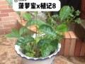 菠萝蜜的核怎么种盆栽_多久发芽