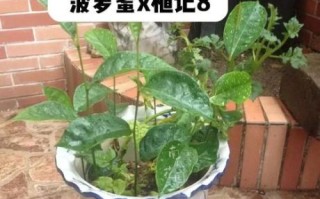 菠萝蜜的核怎么种盆栽_多久发芽