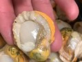 扇贝肉怎么清洗_扇贝肉清洗视频教程