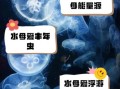 水母吃什么食物_家养水母怎么喂食