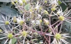 木通的功效与作用_木通图片长什么样