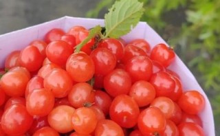 野樱桃和毛樱桃的区别_哪个更好吃