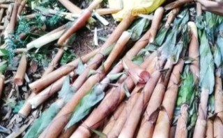 新鲜竹笋怎么做好吃_需要焯水吗