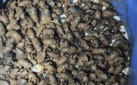 爬蚱图片怎么拍_爬蚱图片拍摄技巧