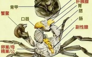 螃蟹哪些部位不能吃_图解详解