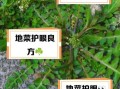地菜图片功效_地菜怎么吃最营养