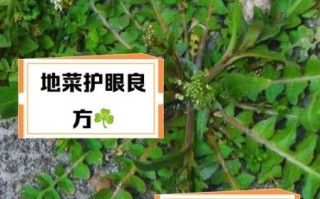 地菜图片功效_地菜怎么吃最营养