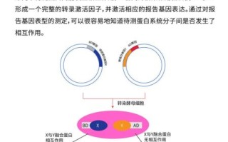 酵母双杂交实验步骤_如何筛选互作蛋白