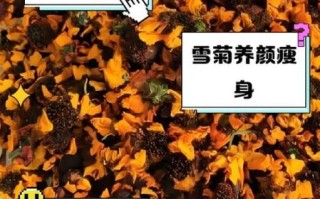 雪菊的功效与作用_雪菊适合什么人喝