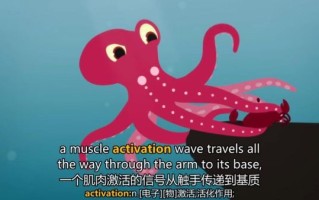 章鱼英语音标怎么读_章鱼英语音标发音规则