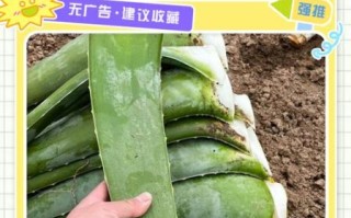 芦荟有几种_哪种最好