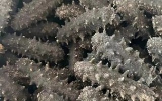 干海参价格多少钱一斤_干海参价格为什么差距那么大