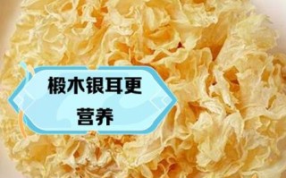白木耳和银耳的区别_白木耳是不是银耳