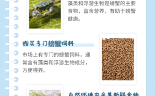螃蟹吃什么食物_家养螃蟹喂什么