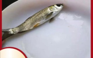 桂鱼苗批发价格_桂鱼苗批发哪里便宜