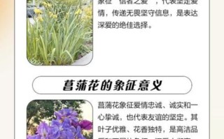 菖蒲花语是什么_菖蒲花适合送什么人