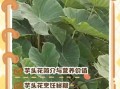 芋头花可以吃吗_芋头花怎么吃