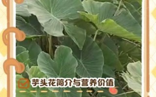 芋头花可以吃吗_芋头花怎么吃