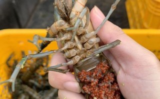 澳洲淡水小龙虾怎么清洗_澳洲淡水小龙虾做法大全