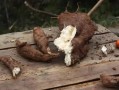葛根长什么样子_葛根图片大全