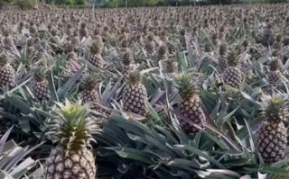 台湾凤梨还能吃吗_台湾凤梨事件真相