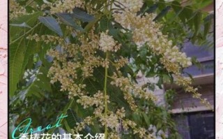 香椿花怎么吃降血糖_香椿花降血糖的正确吃法