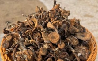 东北蘑菇种类大全_哪些野生菌可食用