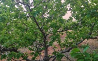 车厘子果树图片_如何辨别品种